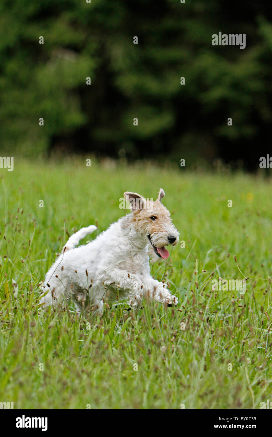 Fox terrier dog running hi-res stock photography and images - Alamy