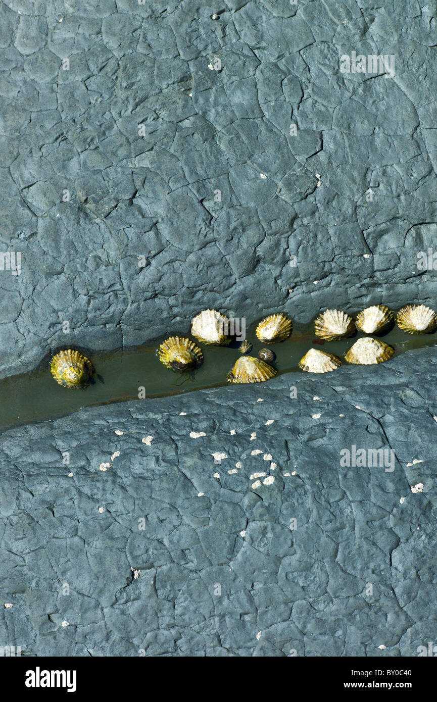 Limpets clinging to black granite rock in Kilkee, County Clare, West ...