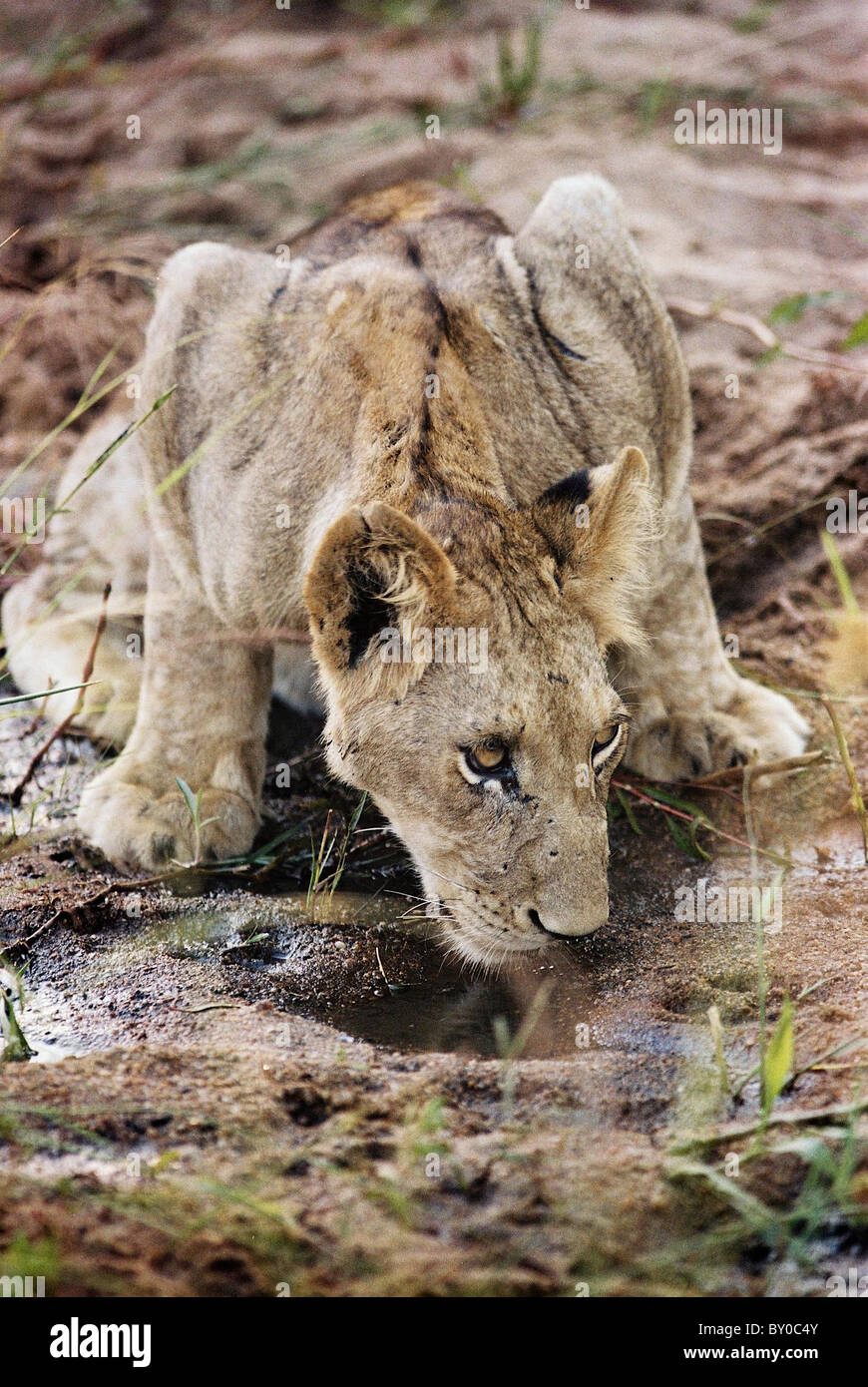 YOUNG LION (PANTHERA LEO) AFRICA'S LARGEST PREDATOR DRINKS FROM POOL ...