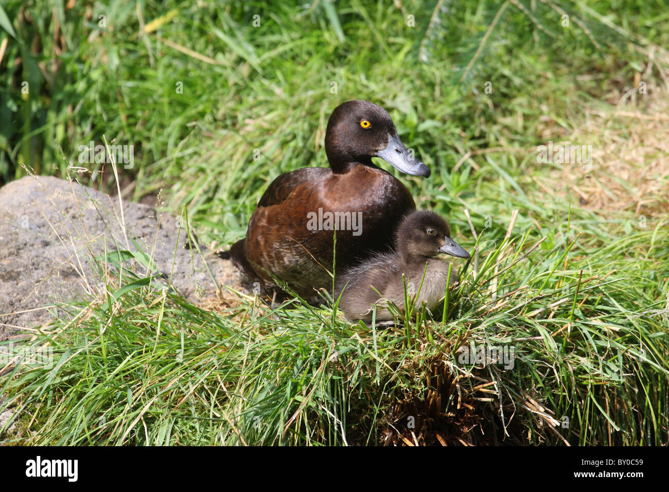 Tufted duck sitting hi-res stock photography and images - Alamy