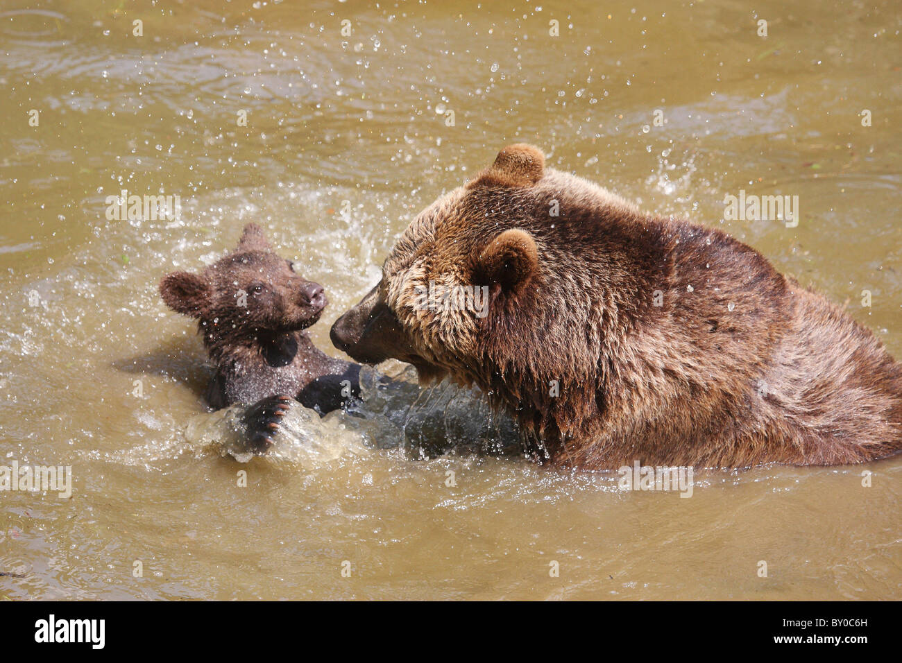 brown bear and cub in water Stock Photo - Alamy