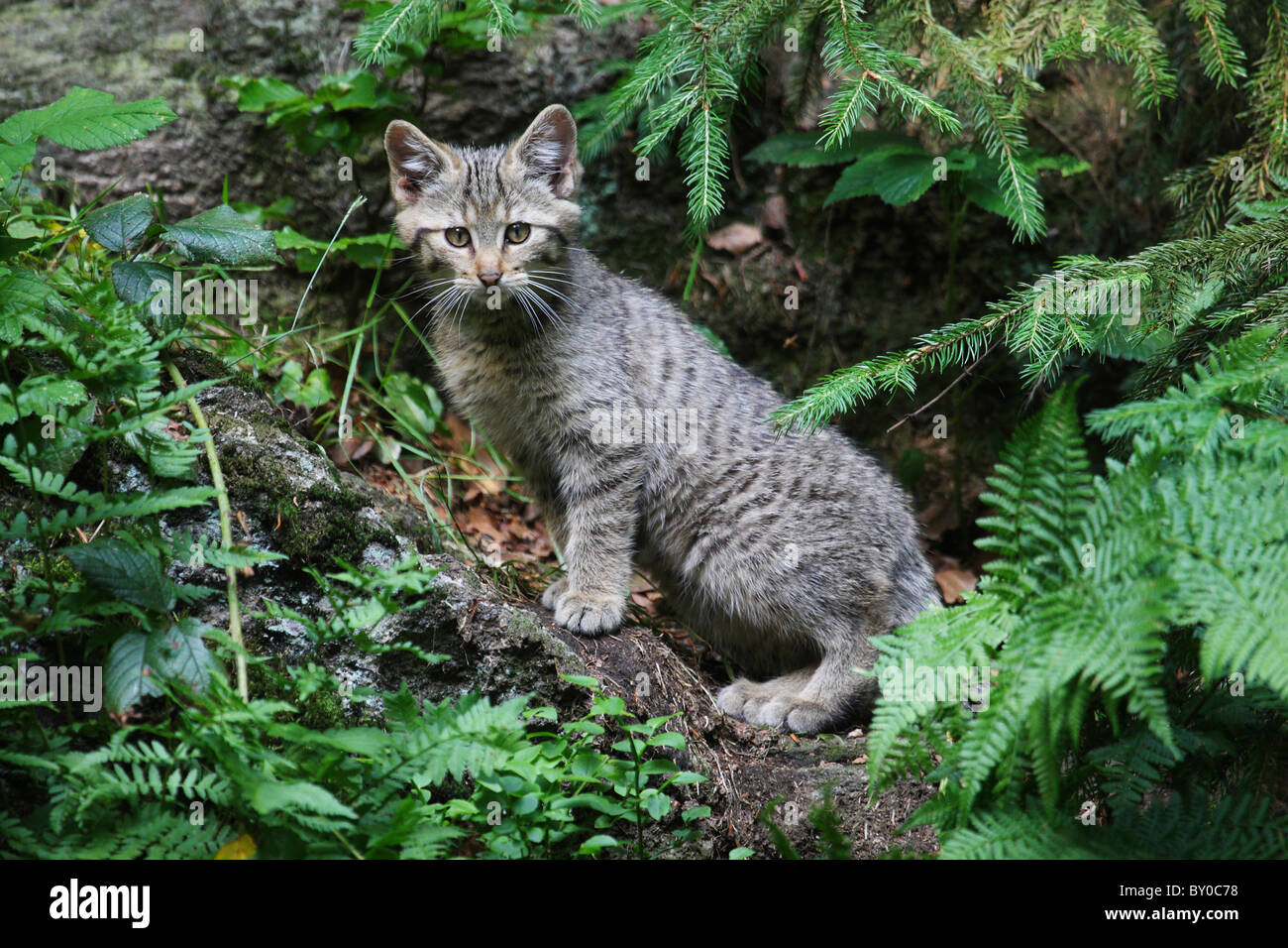 European Wildcat - cub Stock Photo - Alamy