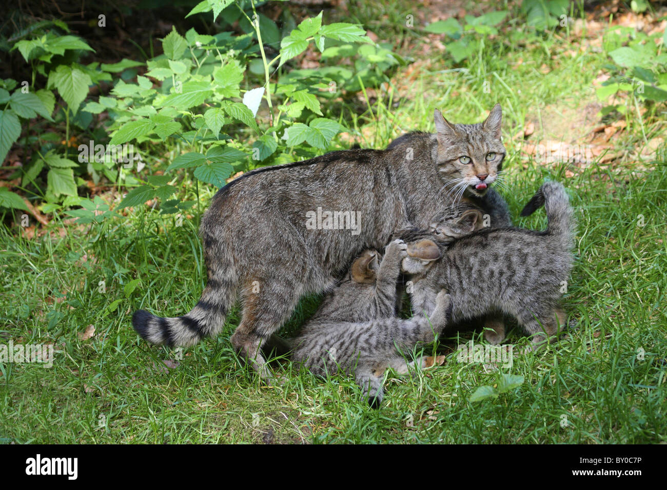 European Wildcat suckling cubs Stock Photo - Alamy