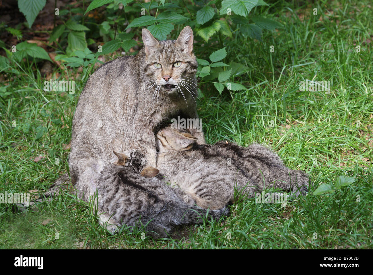 European wildcat cub hi-res stock photography and images - Alamy