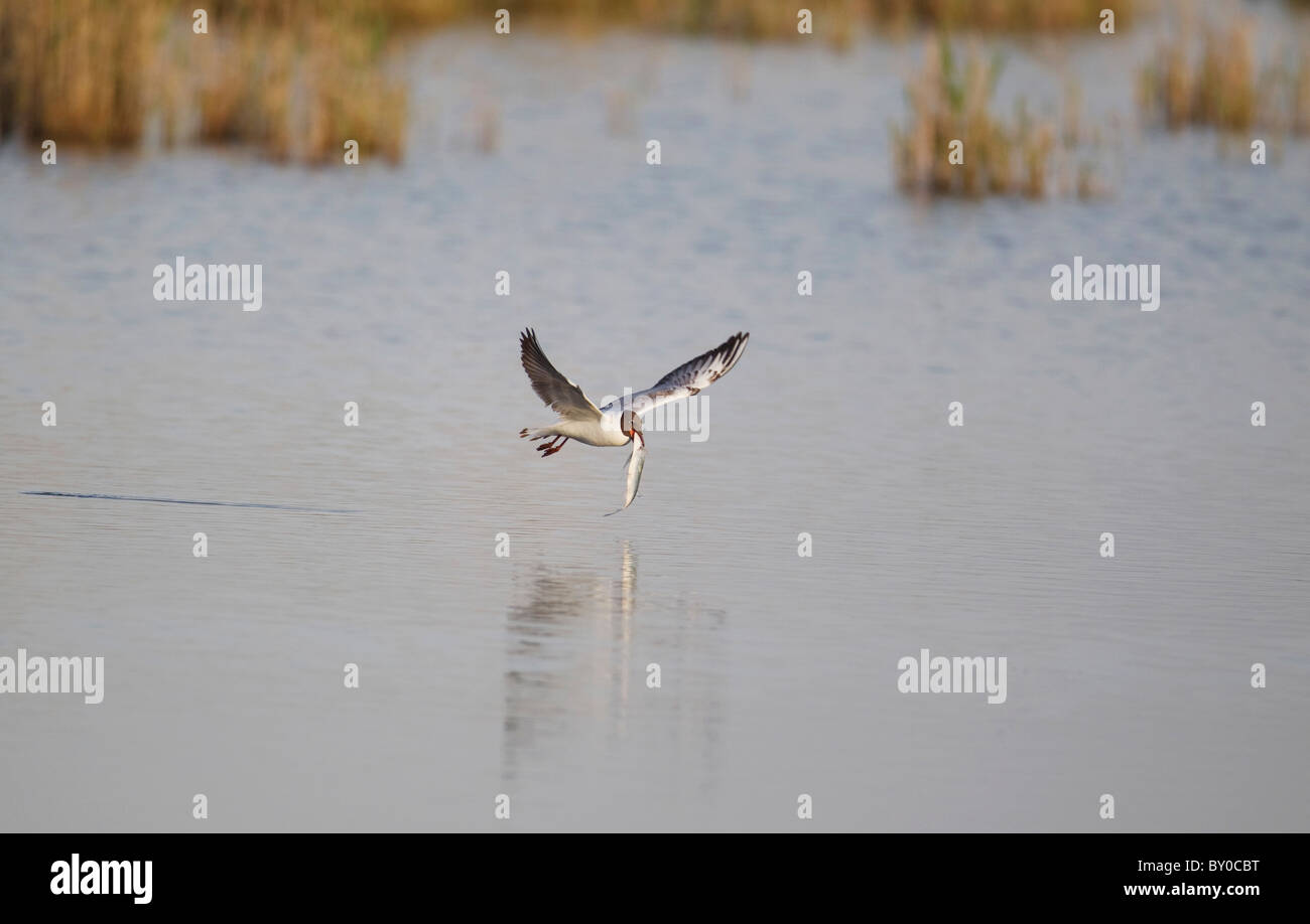 Black-headed Gull catching fish / Chroicocephalus ridibundus Stock ...