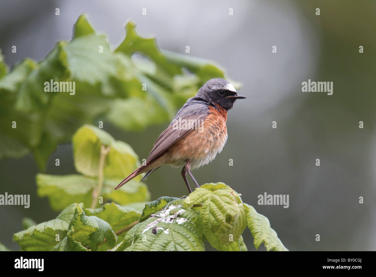 Male redstart stands hi-res stock photography and images - Alamy