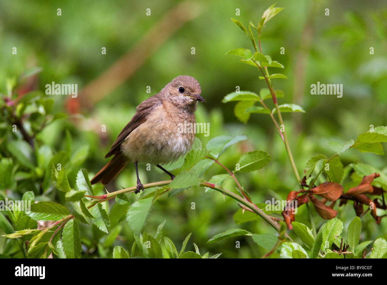 Female common redstart on branch hi-res stock photography and images ...