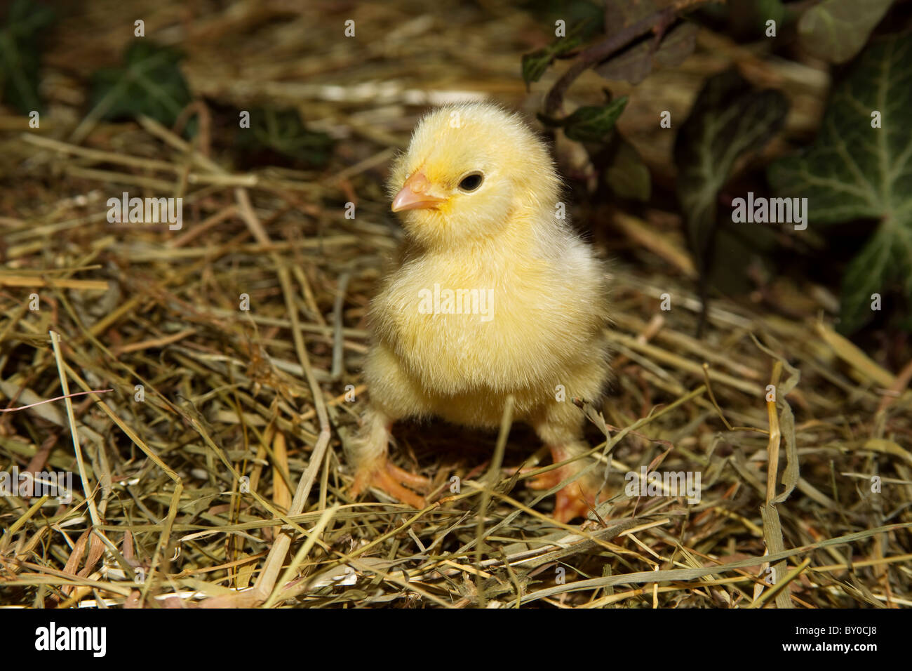 chick - standing Stock Photo - Alamy