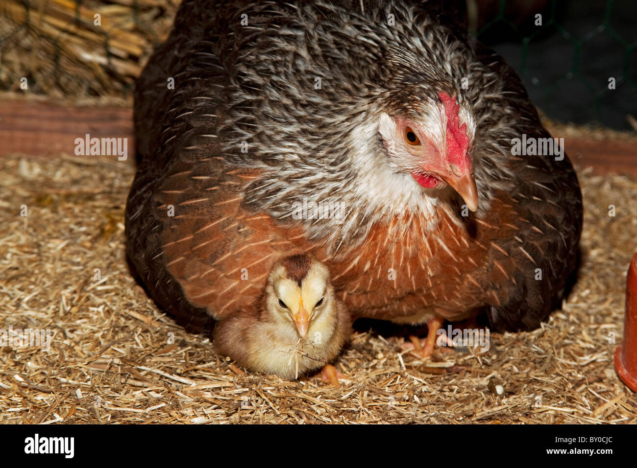 hen and chick Stock Photo - Alamy