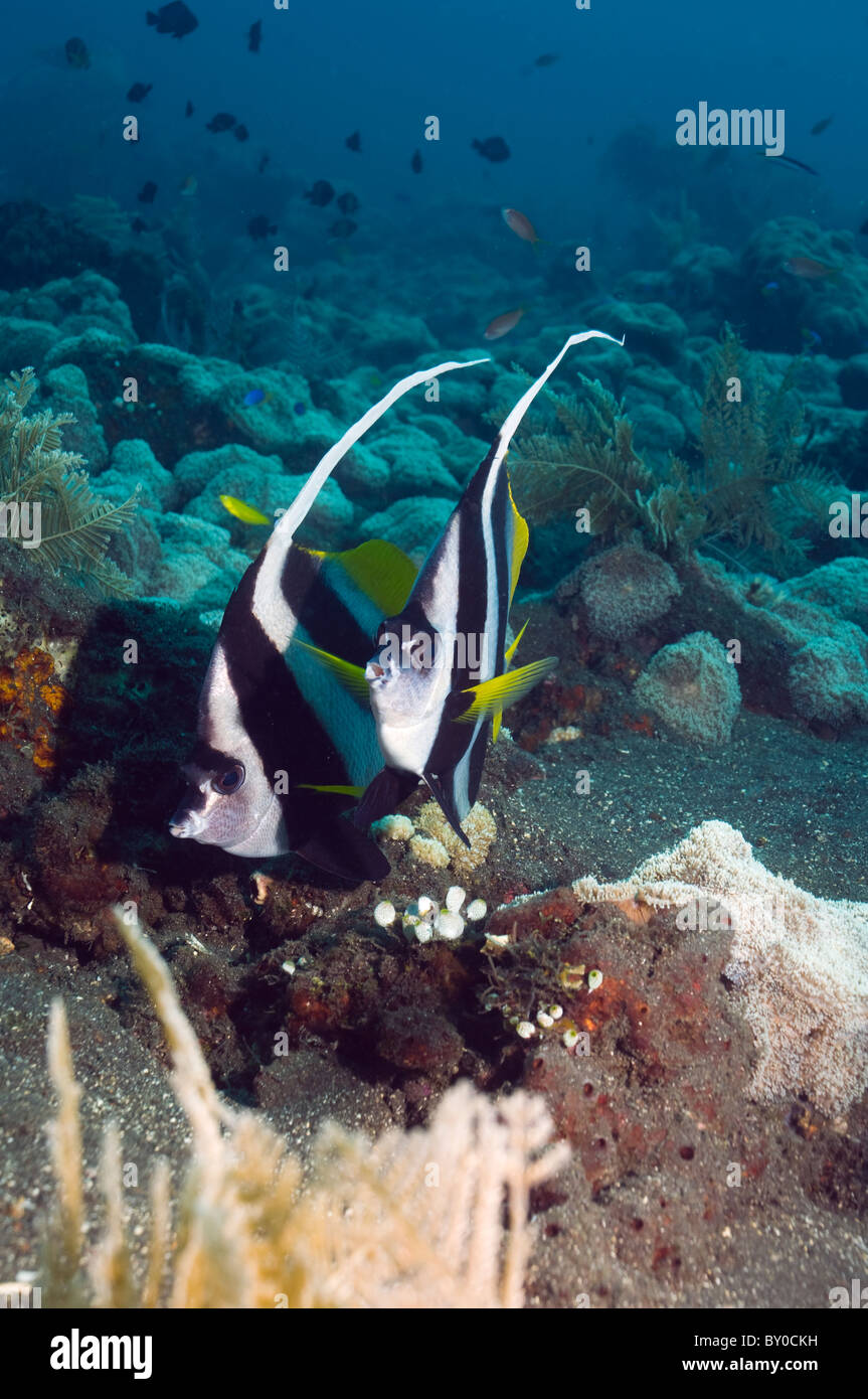 Longfin bannerfish (Heniochus acuminatus). Bali, Indonesia Stock Photo ...