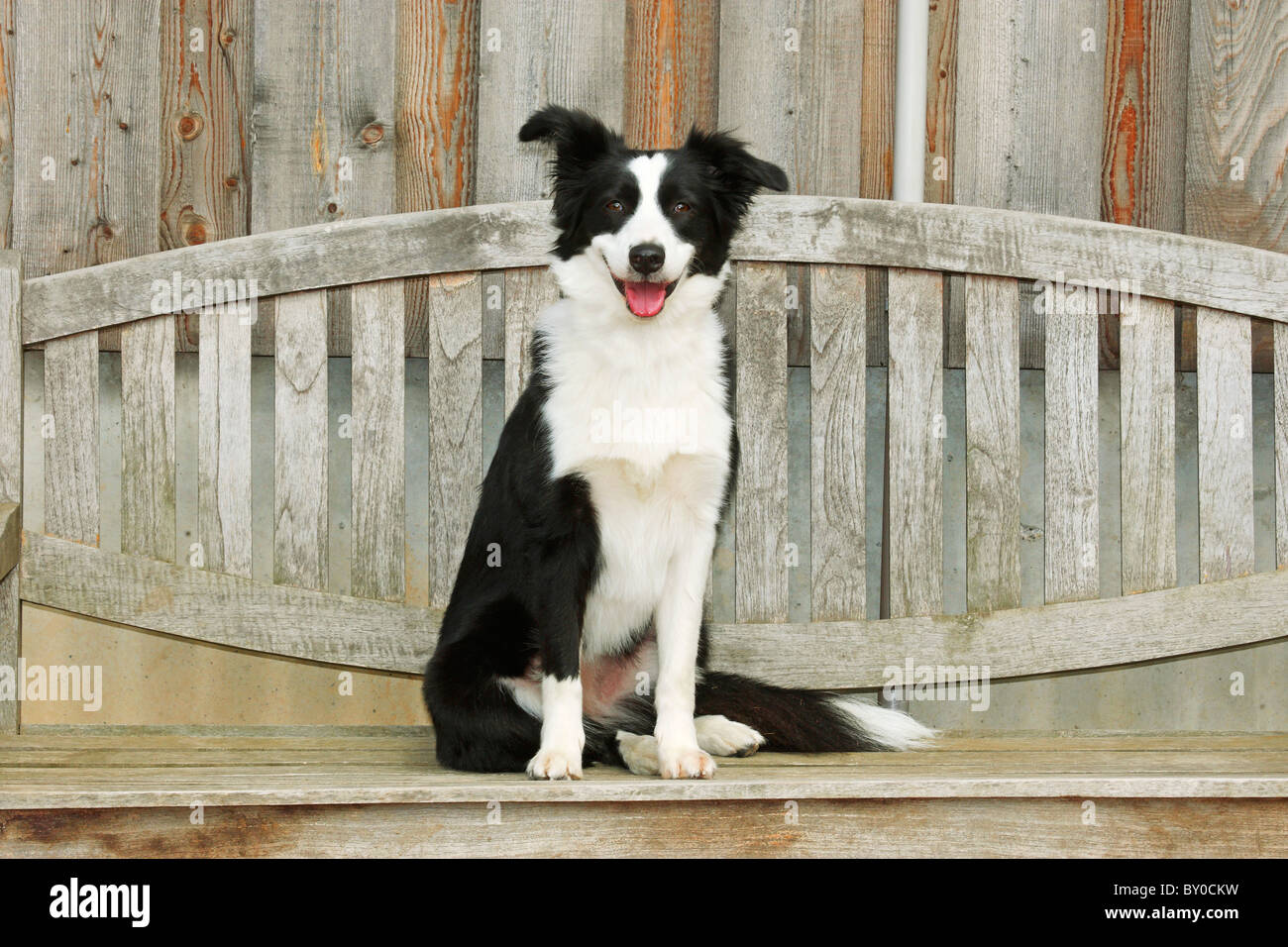 half breed dog - sitting on bench Stock Photo - Alamy