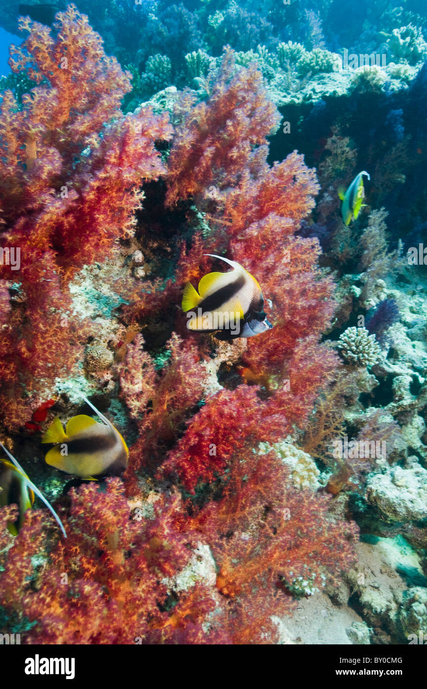 Intermedius Stock Photos & Intermedius Stock Images - Alamy