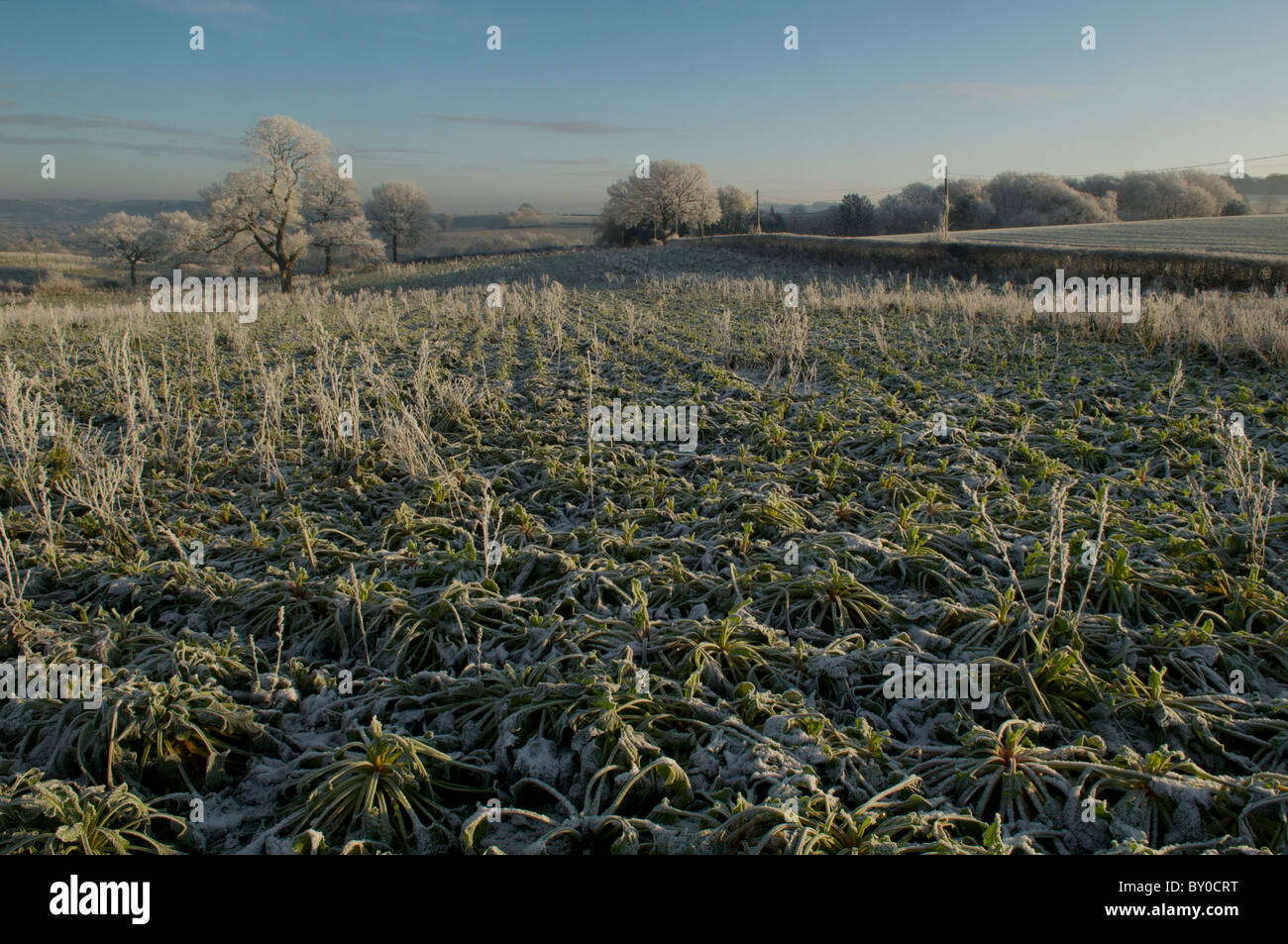 Frost covered fields hi-res stock photography and images - Alamy