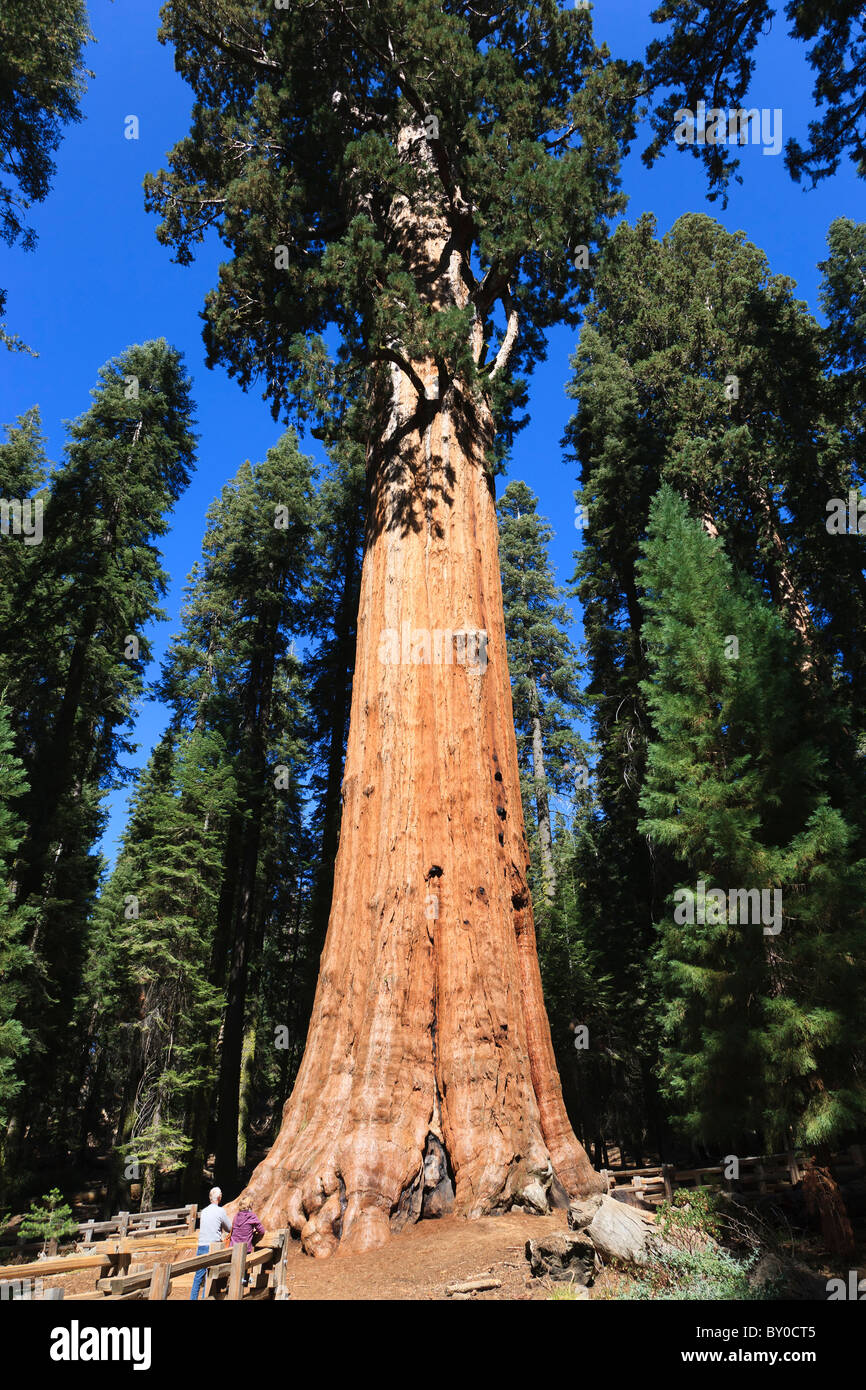 General Sherman (tree), Sequoia National Park in California, USA Stock ...