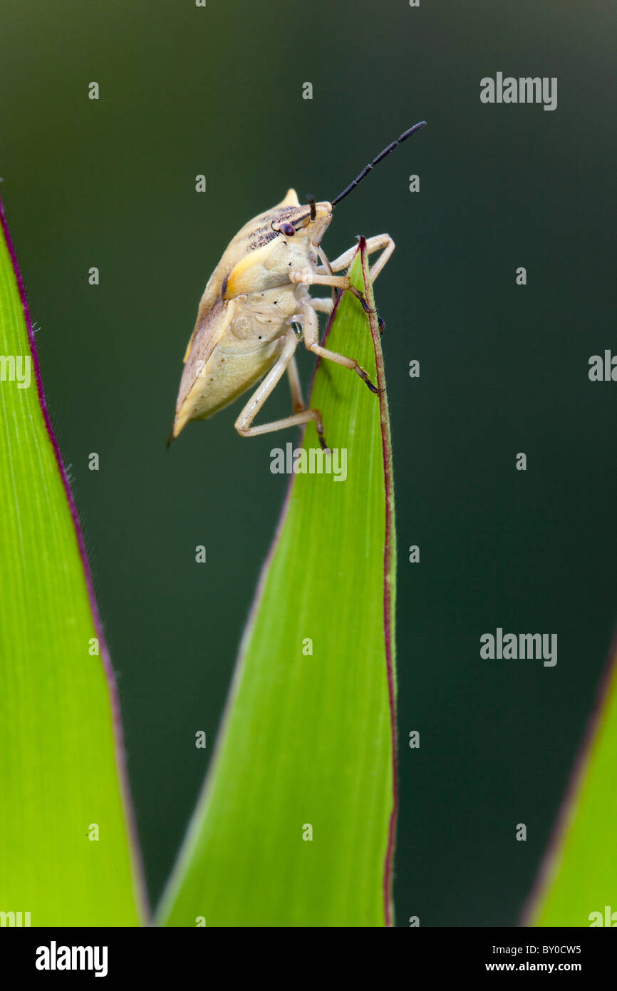 bug on leaf Stock Photo - Alamy