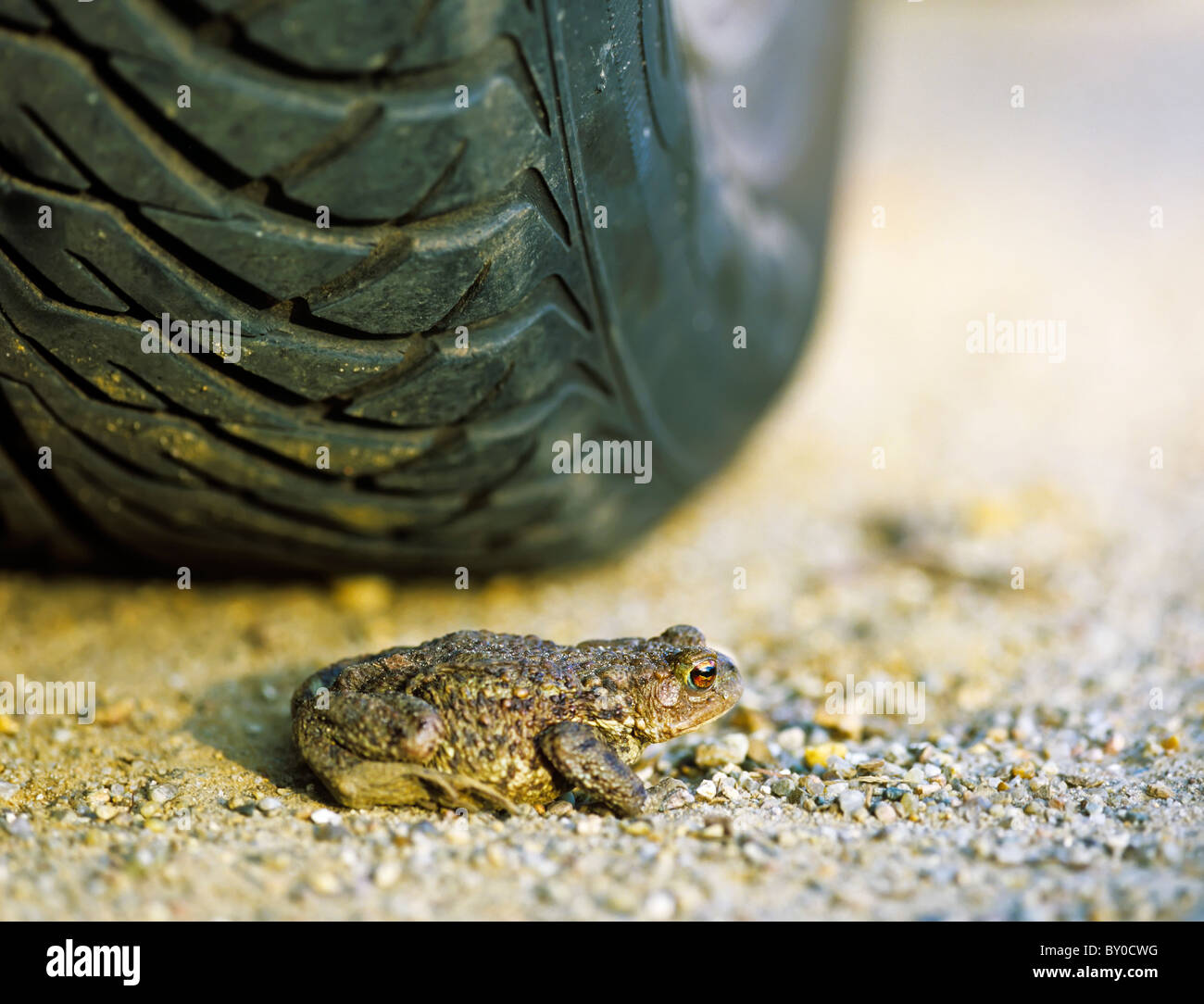 danger - toad on road Stock Photo - Alamy