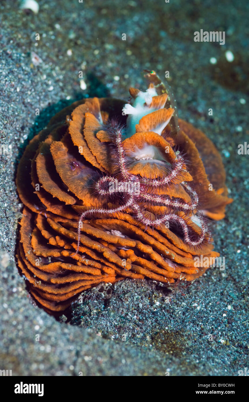 Brittlestar (Ophiothrix sp.) on collapsed Seapen (Pteroeides sp.) in ...