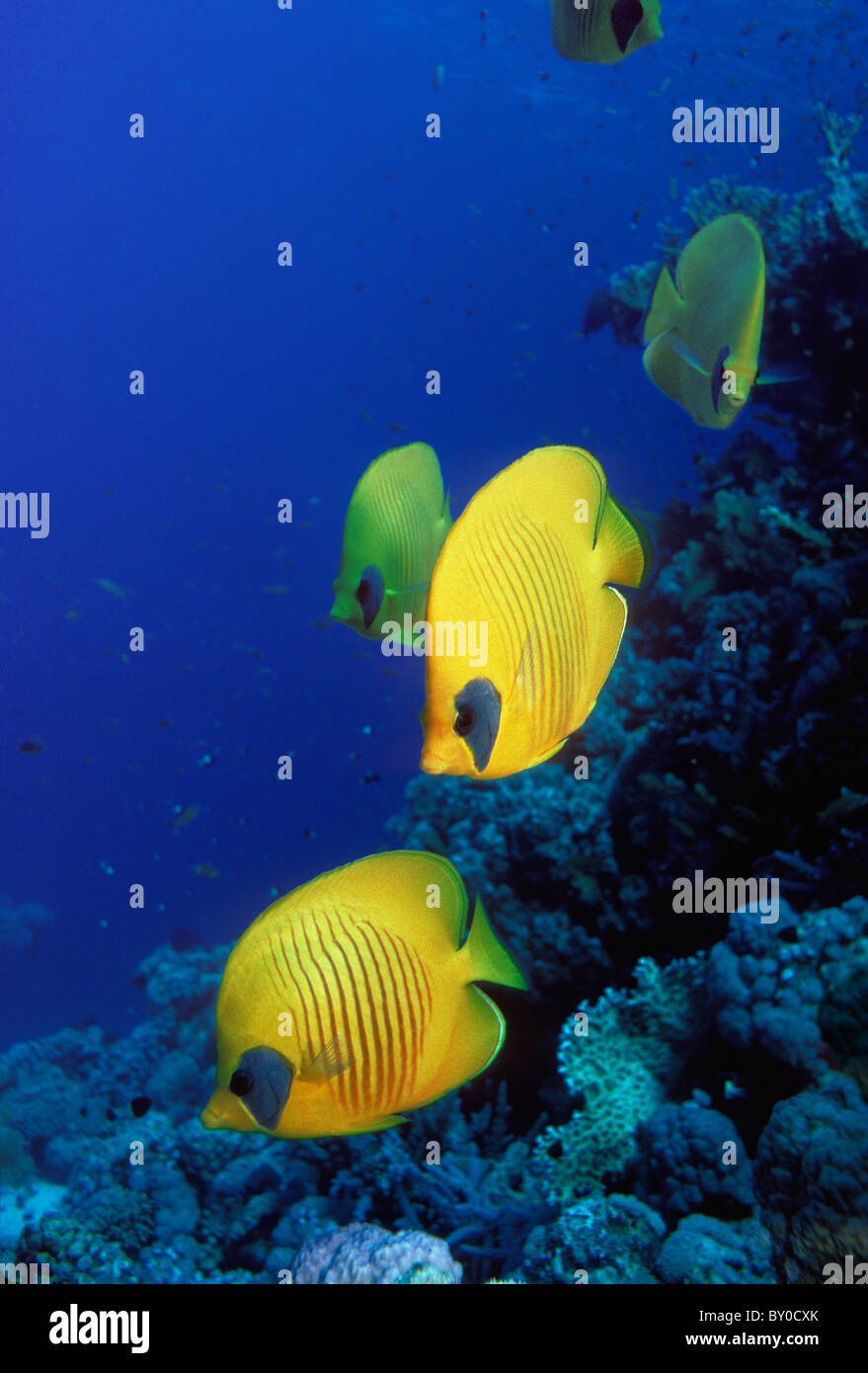 Golden butterflyfish (Chaetodon semilarvatus) pair. Red Sea, Egypt. Red ...