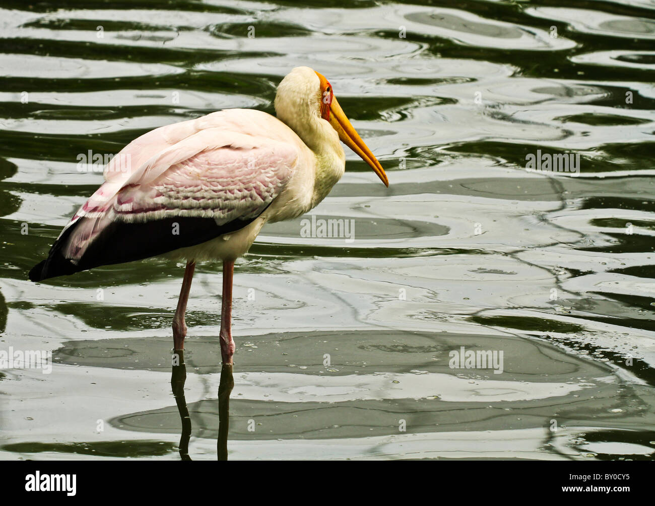 Gray stork hi-res stock photography and images - Alamy