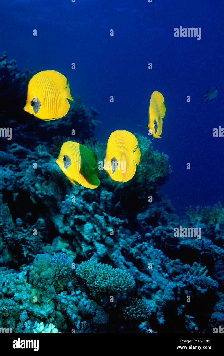 Golden butterflyfish (Chaetodon semilarvatus). Red Sea, Egypt. Red Sea ...