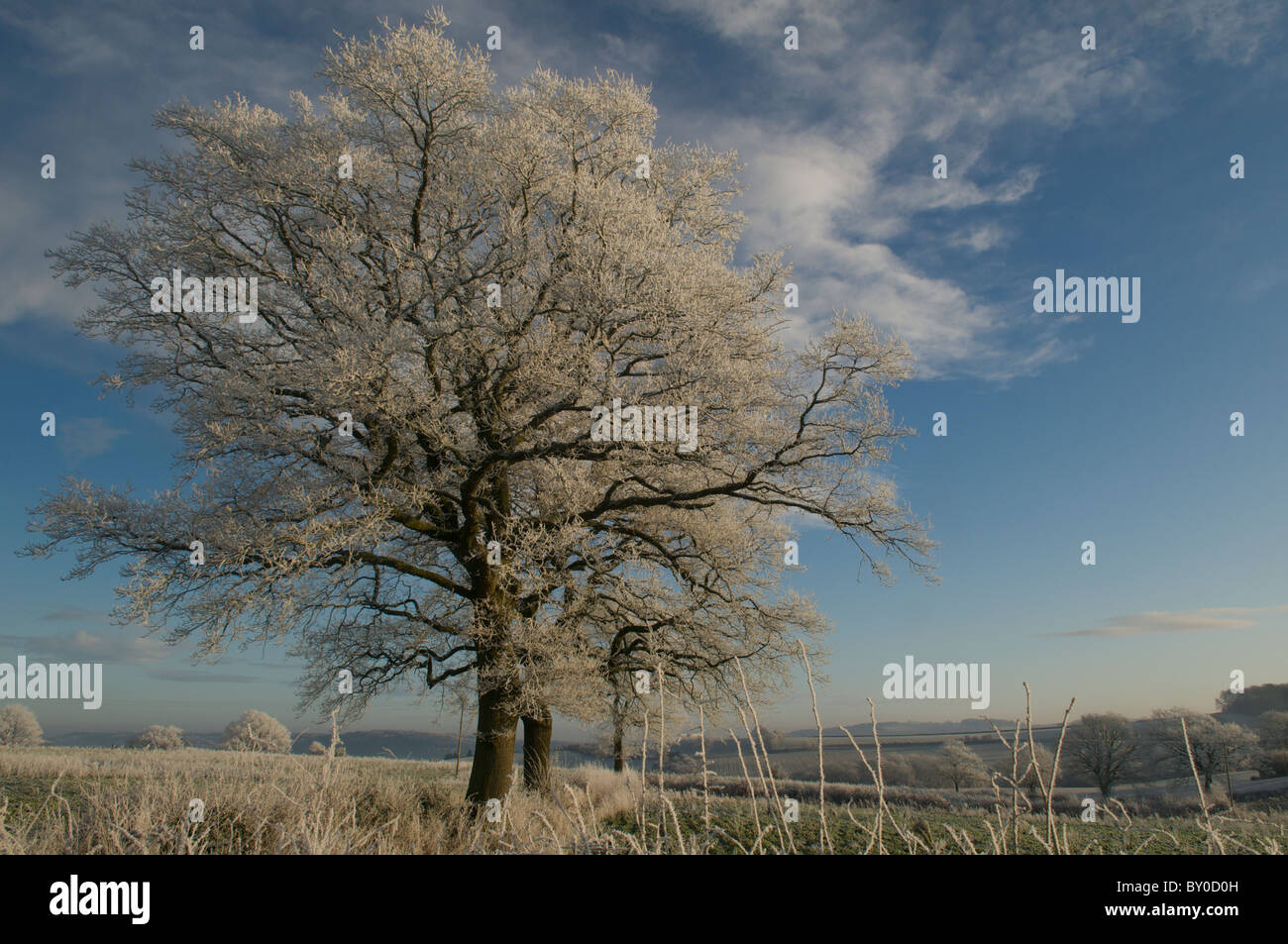 hoar frost covered oak trees Stock Photo - Alamy