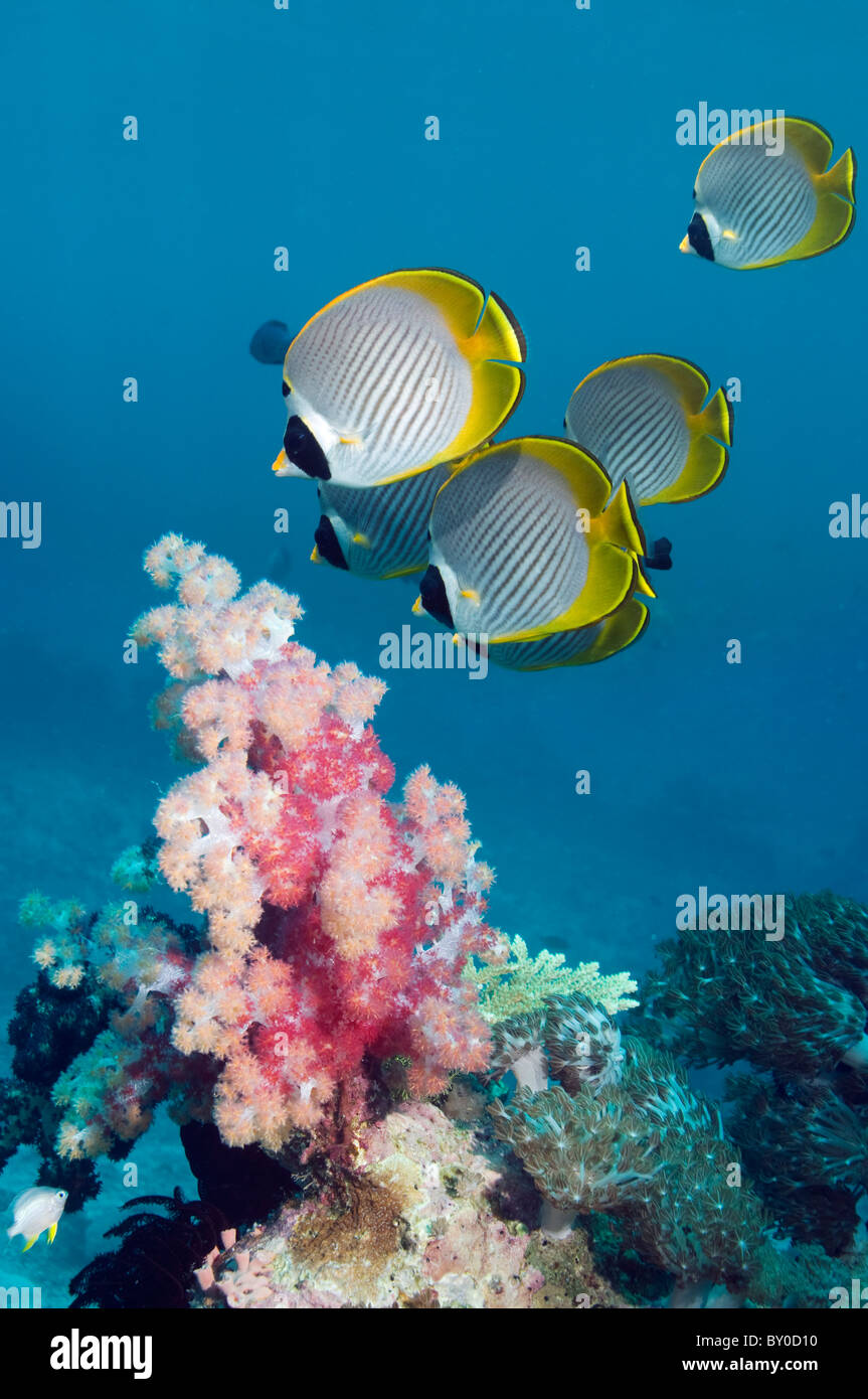 Panda butterflyfish (Chaetodon adiergastos) swimming past soft corals ...