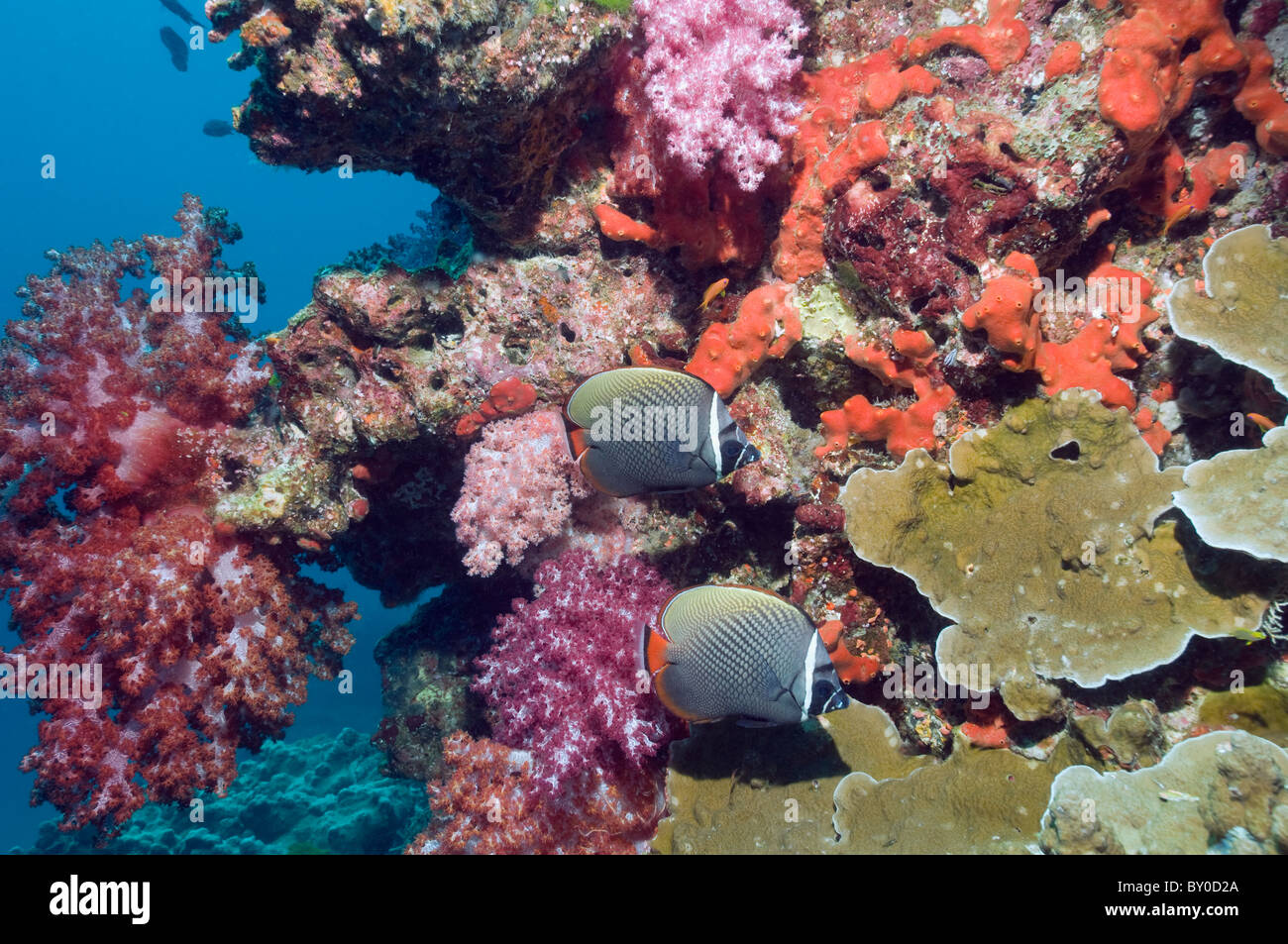 Corals schooling fish hi-res stock photography and images - Alamy