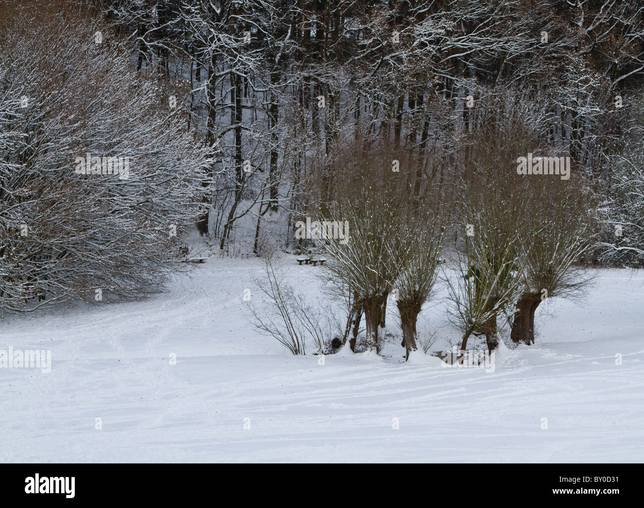 Snow covered trees in the forest after a heavy snow storm Stock Photo ...