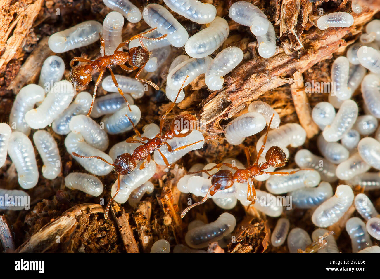 European fire ants and larvae / Myrmica rubra Stock Photo - Alamy