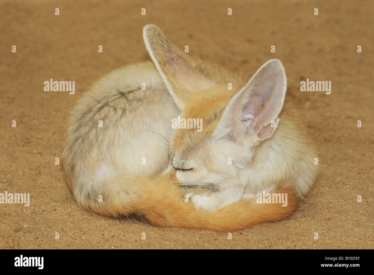 Fennec Fox - sleeping / Vulpes zerda Stock Photo - Alamy