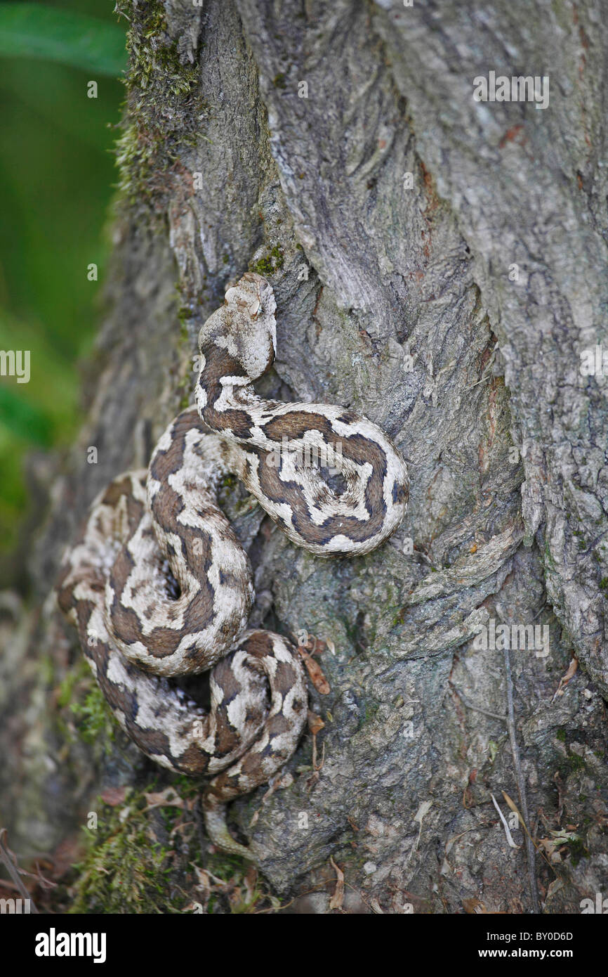nose-horned viper at tree / Vipera ammodytes Stock Photo - Alamy