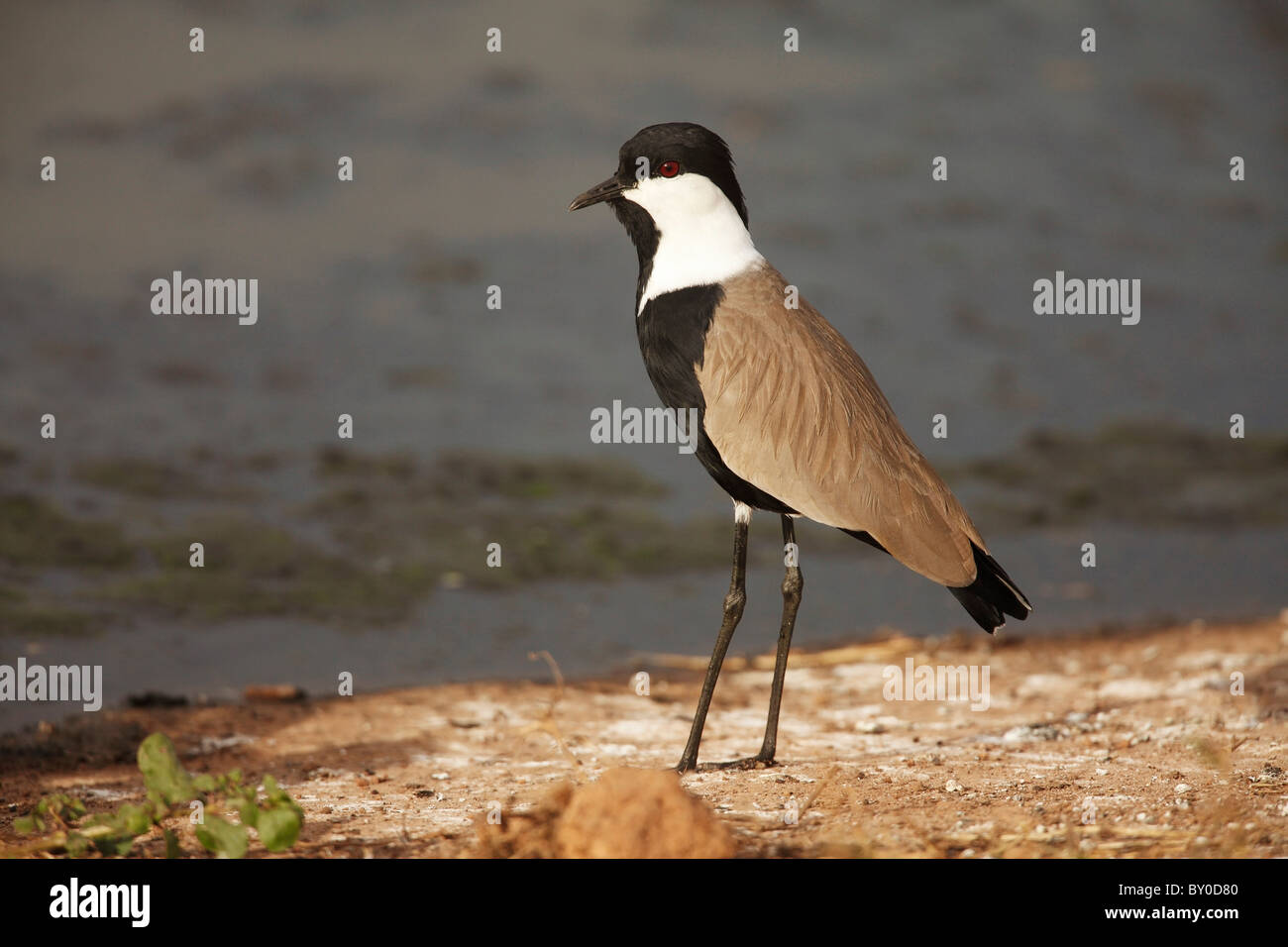 Spur-winged Lapwing - standing / Vanellus spinosus Stock Photo - Alamy