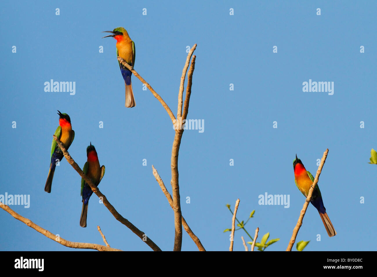 Merops bulocki hi-res stock photography and images - Alamy