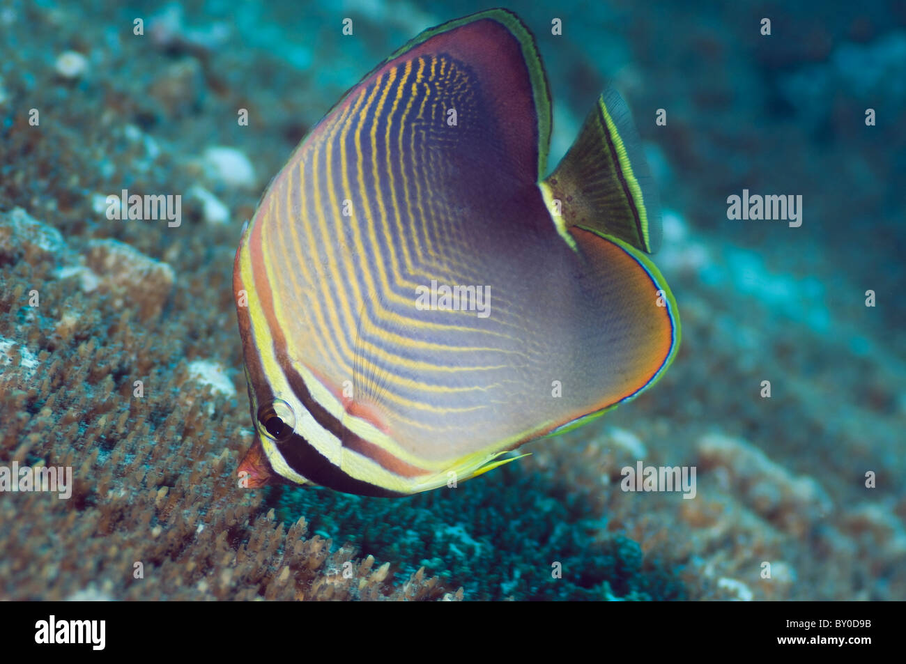 Baronessa butterflyfish hi-res stock photography and images - Alamy