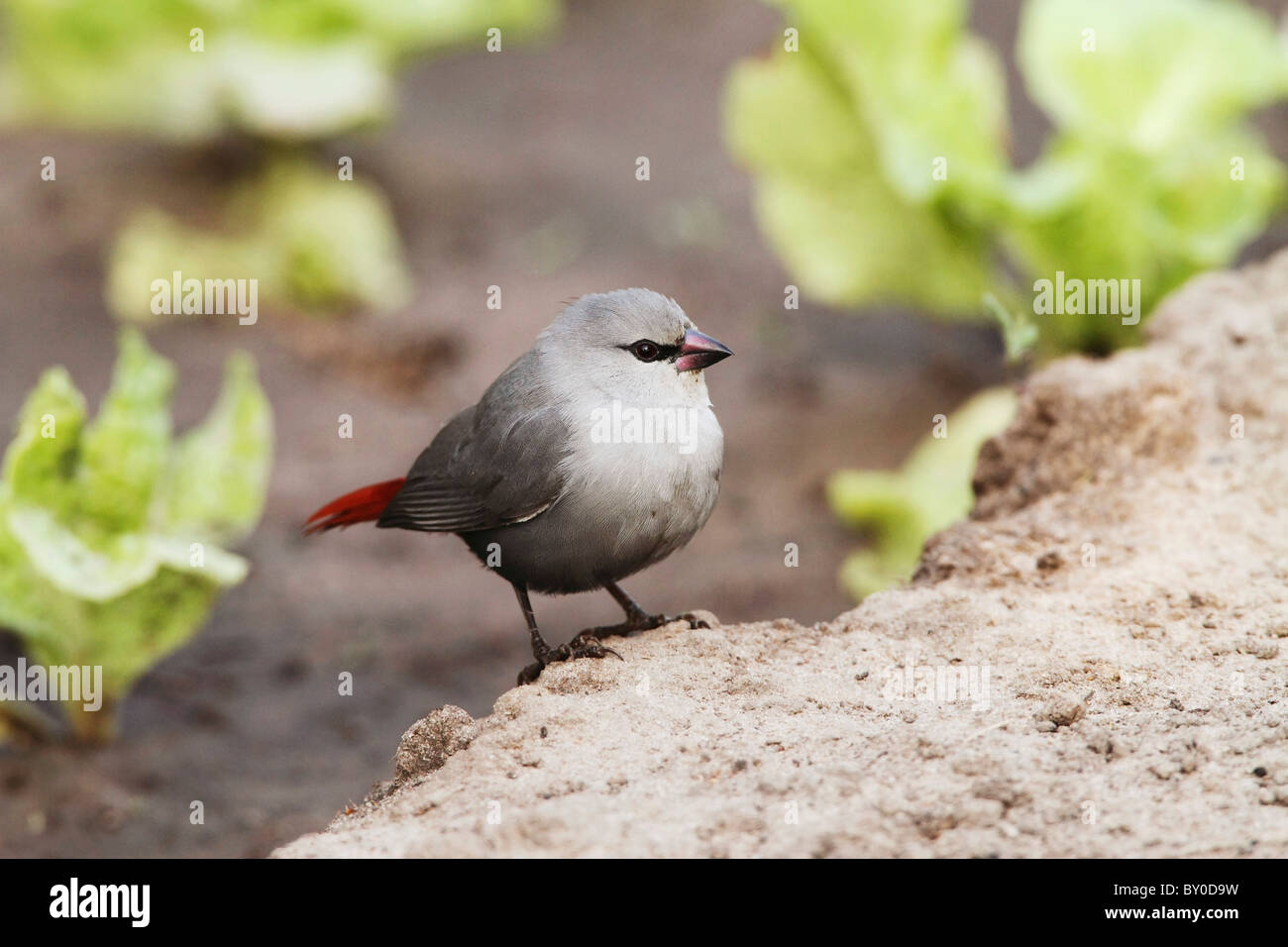 Lavender waxbill estrilda caerulescens hi-res stock photography and ...