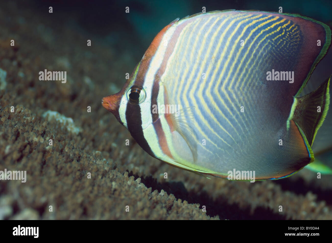 Eastern triangular butterflyfish (Chaetodon baronessa). Misool, Raja ...