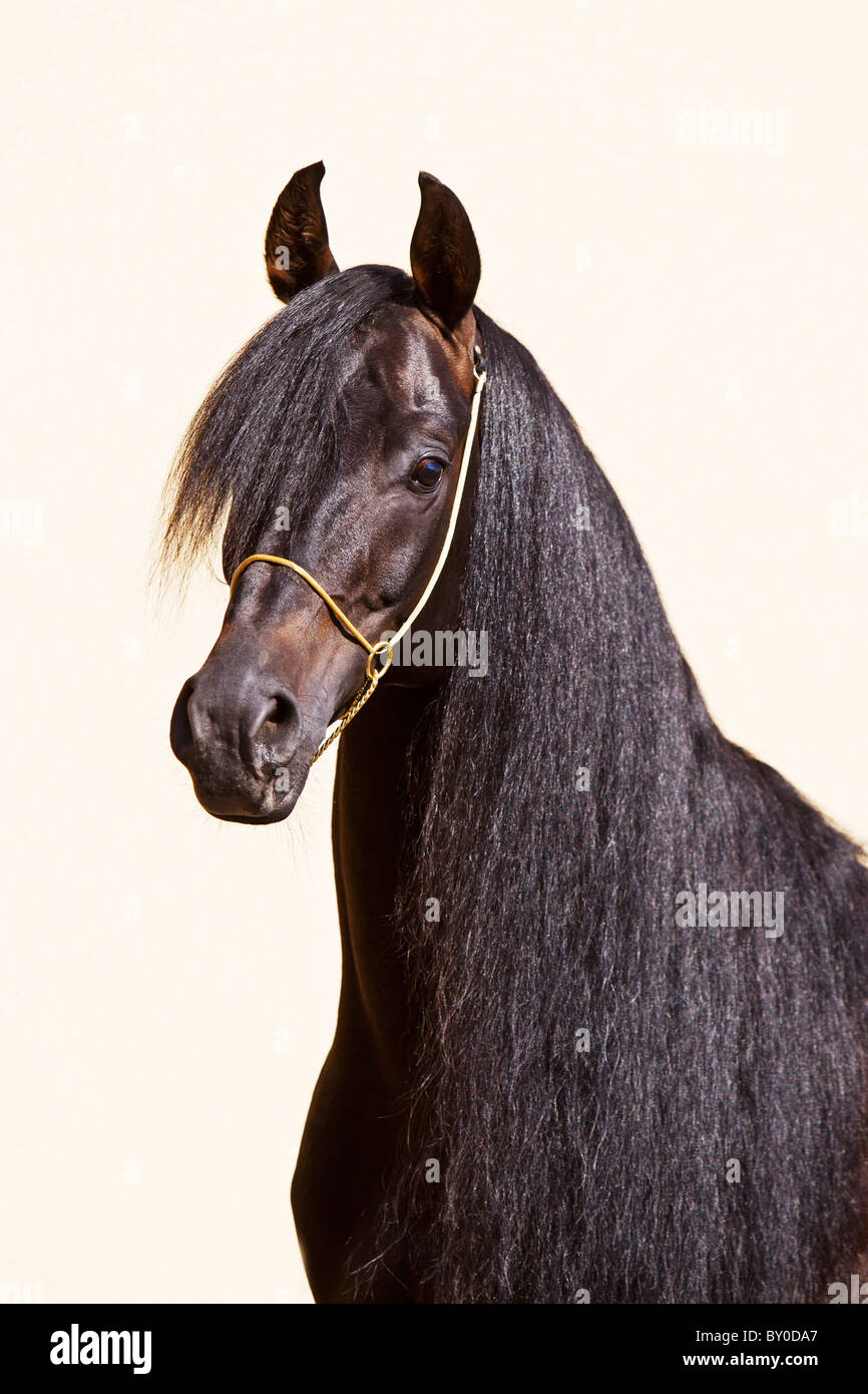 Arabian horse - portrait Stock Photo - Alamy