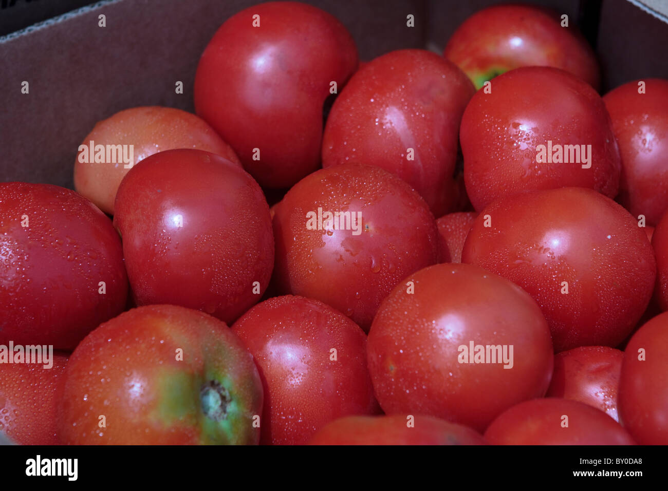Close up of red tomatoes in a bin for sale at an outdoor farmers market ...