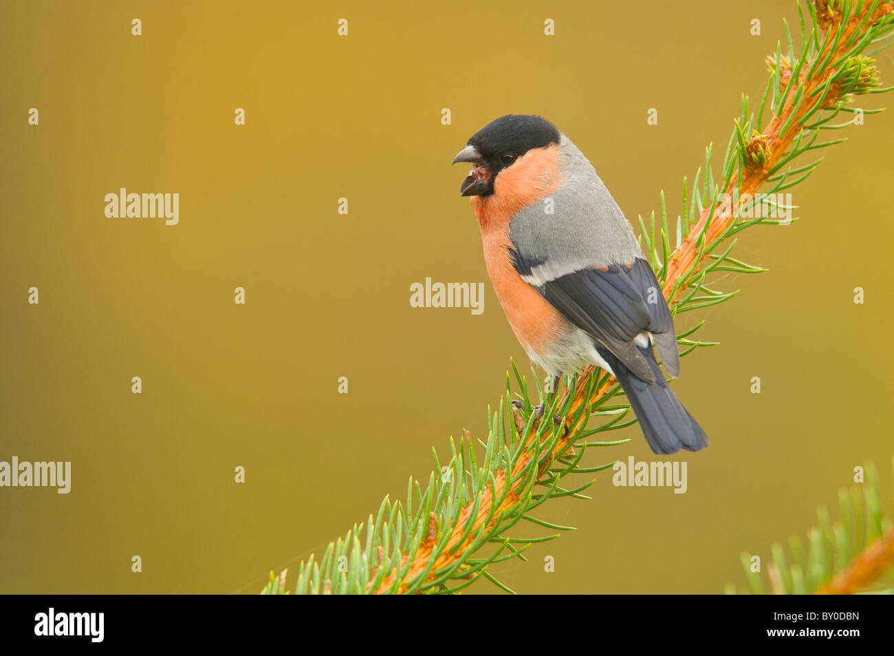 Bullfinch hi-res stock photography and images - Alamy