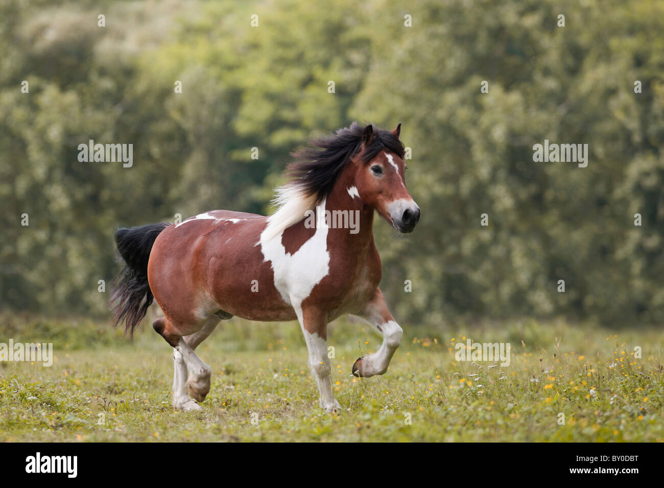Hucul ponies hi-res stock photography and images - Alamy