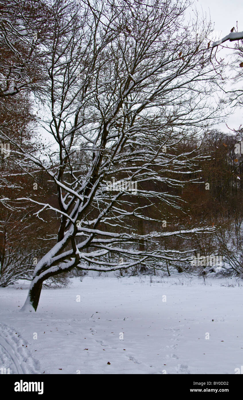 Snow covered trees in the forest after a heavy snow storm Stock Photo ...