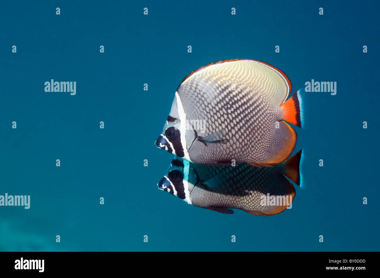 Collared or Redtail butterflyfish (Chaetodon collare). Andaman Sea ...