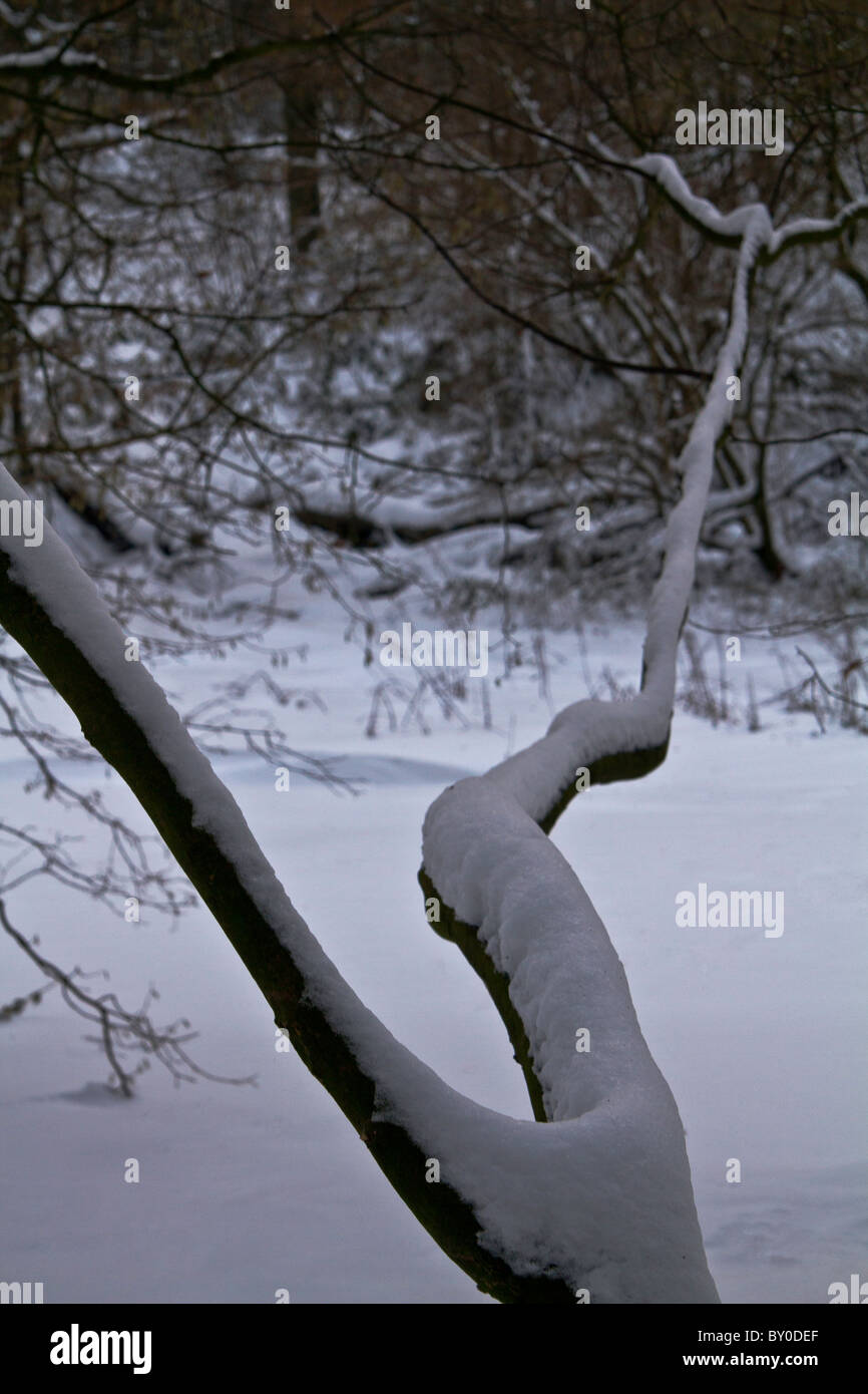 Snow covered trees in the forest after a heavy snow storm Stock Photo ...