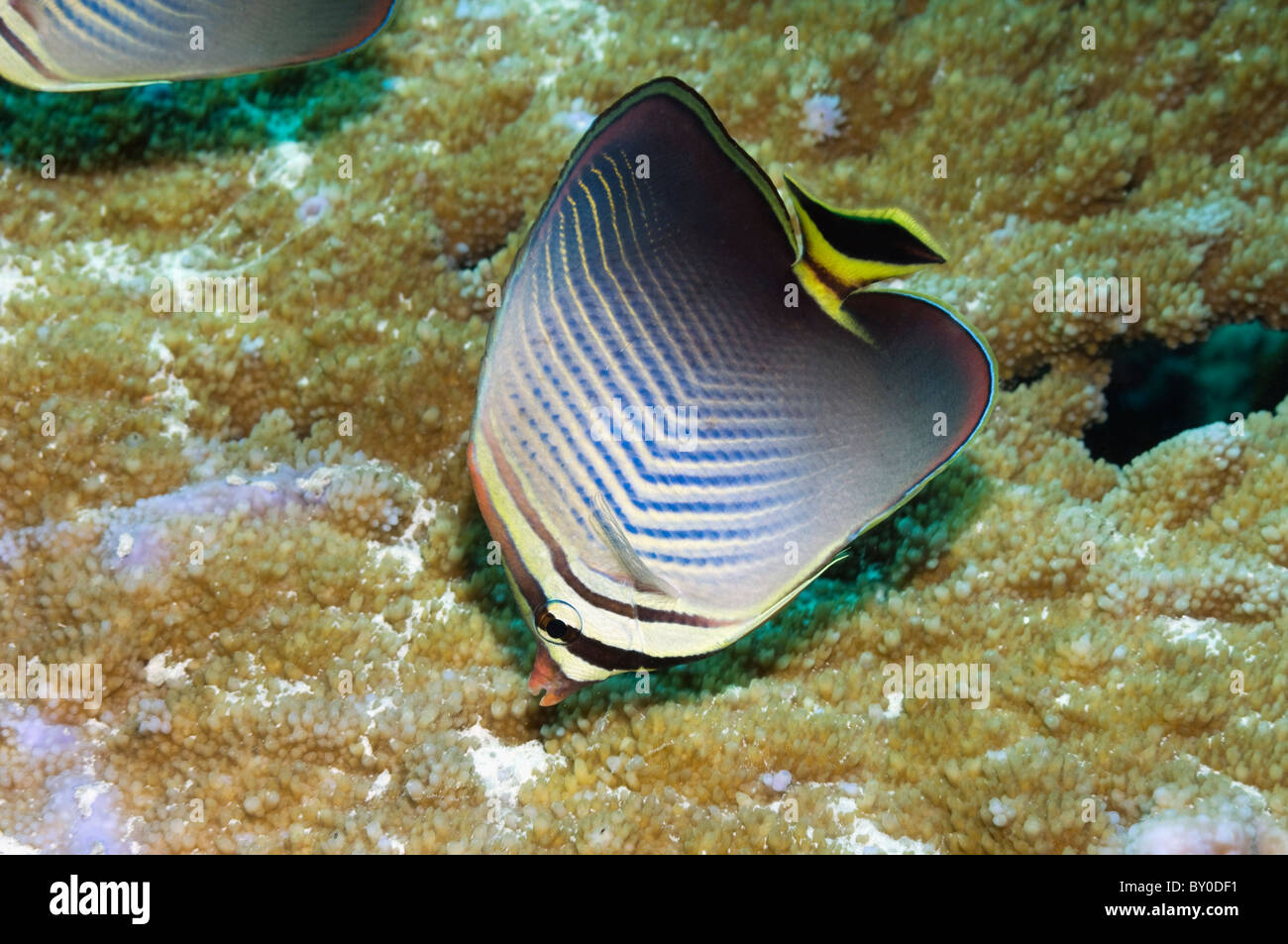 Eastern triangle butterflyfish (Chaetodon baronessa) feeding on coral ...