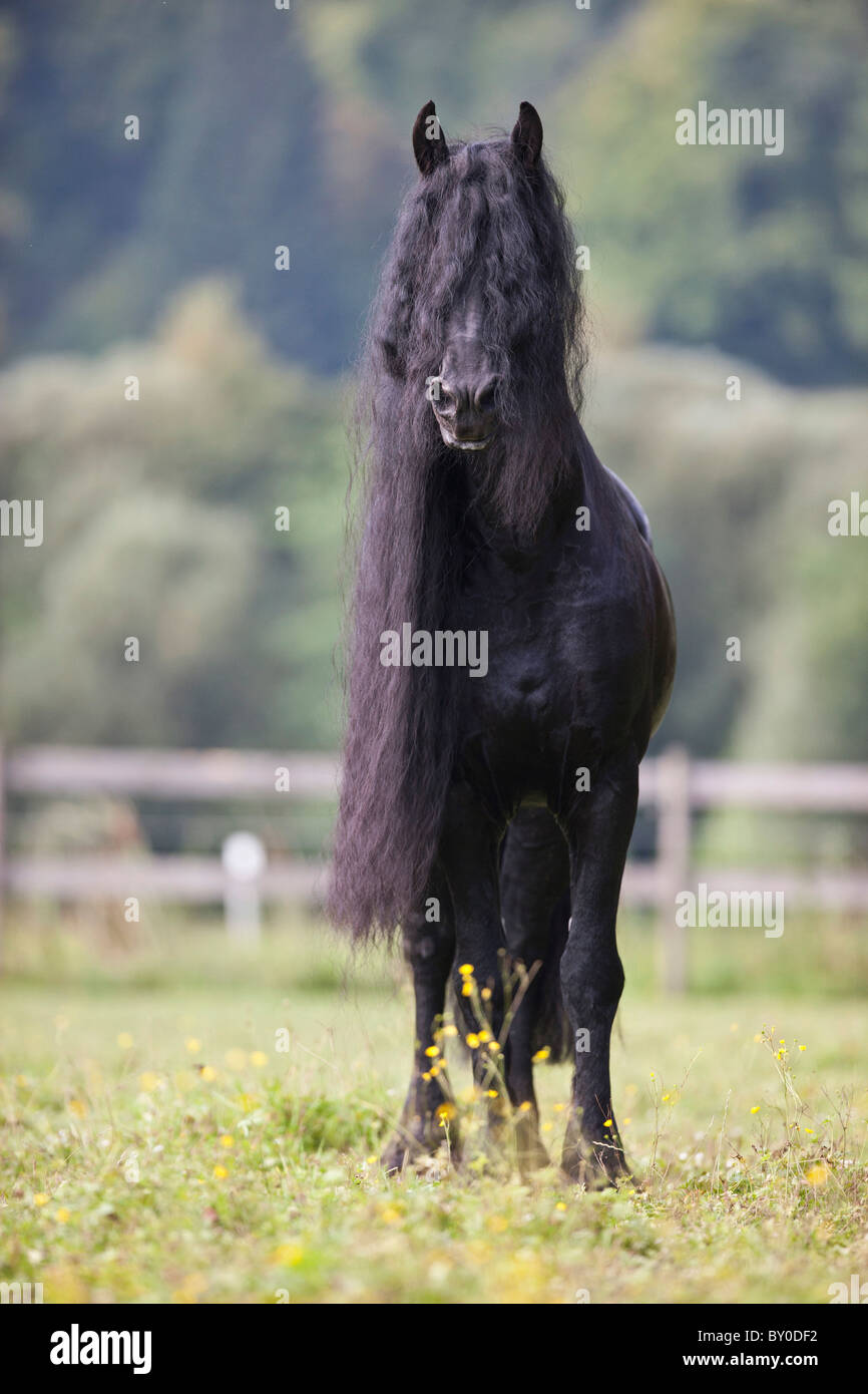 Friesian Horse Standing Stock Photos & Friesian Horse Standing Stock ...