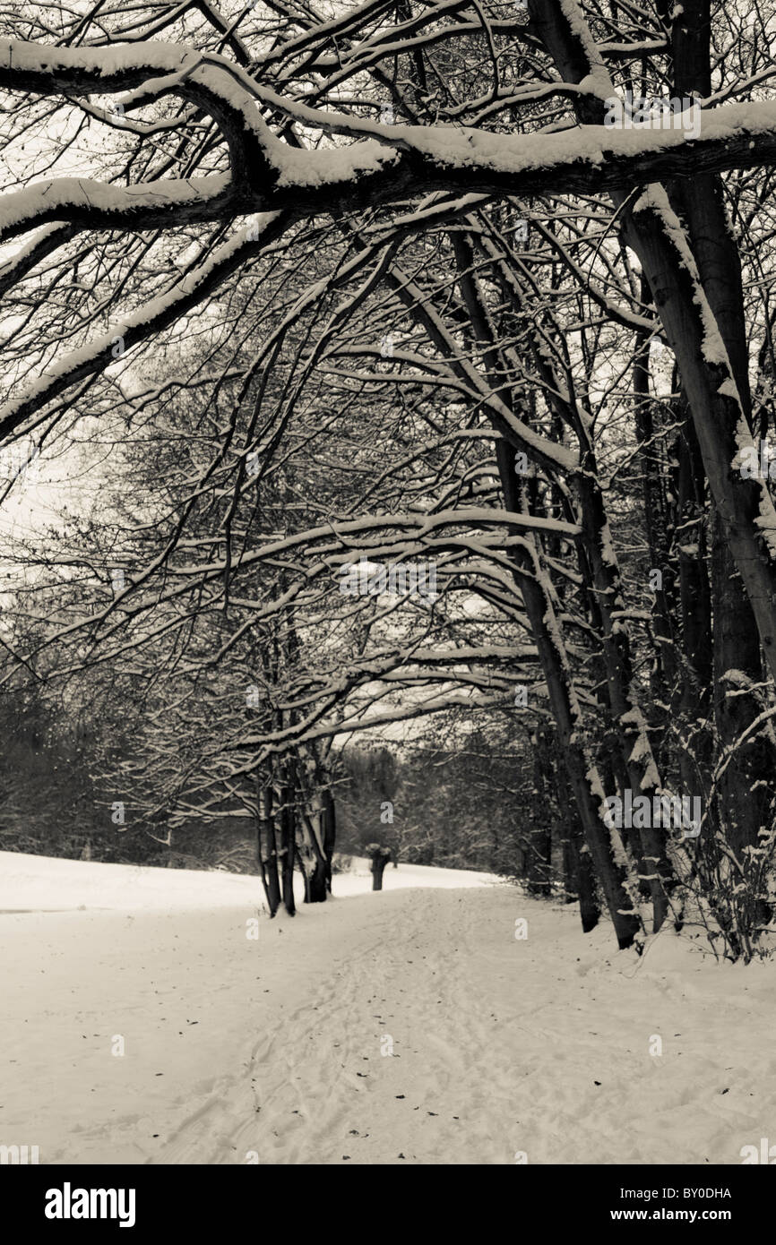 Trees forest covered in heavy snow hi-res stock photography and images ...