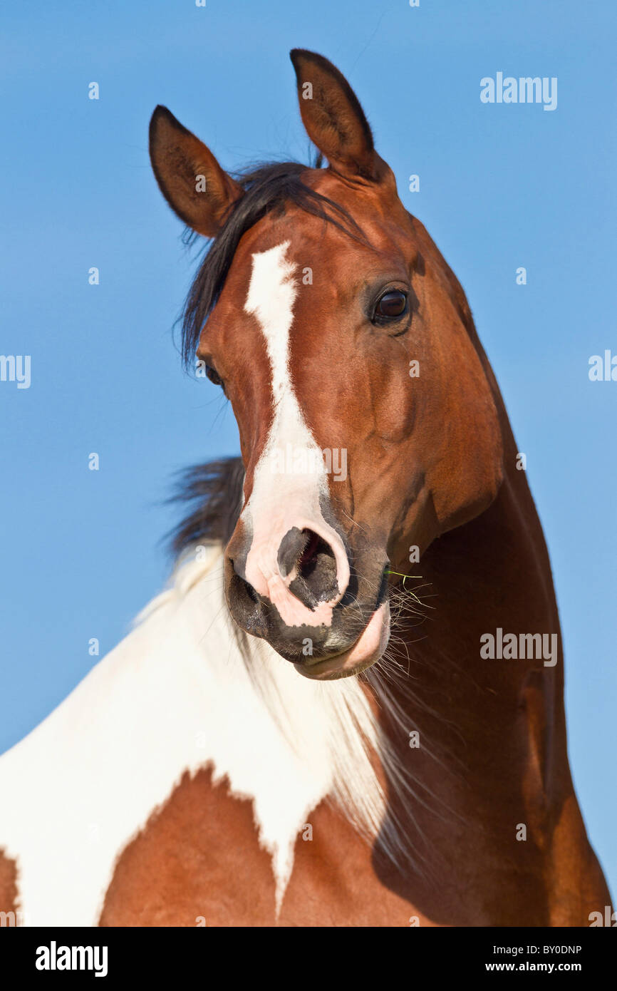 Quarab horse. Portrait of a Pinto Stock Photo - Alamy