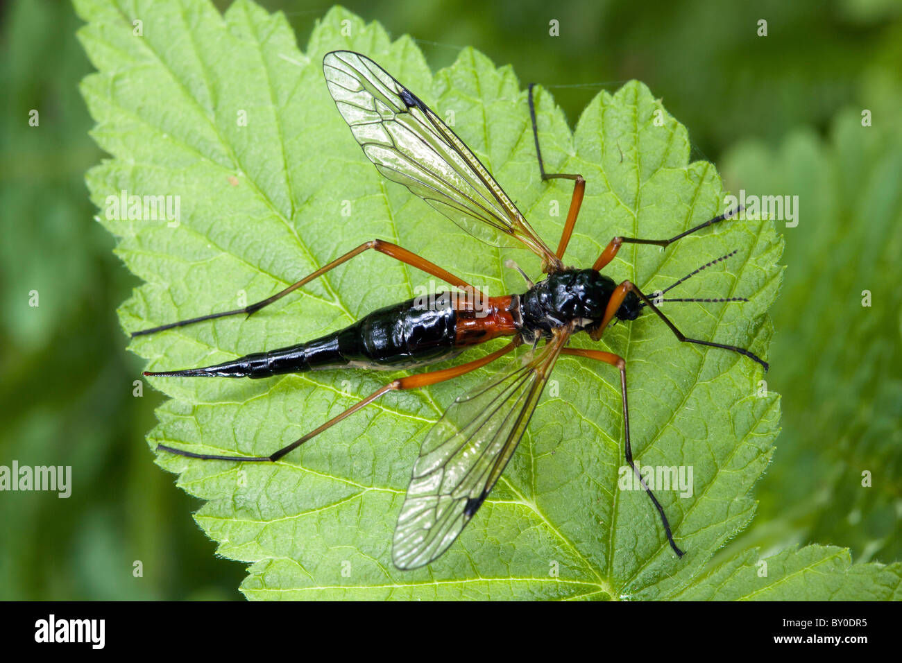 comb-horned cranefly / Tanyptera atrata Stock Photo - Alamy