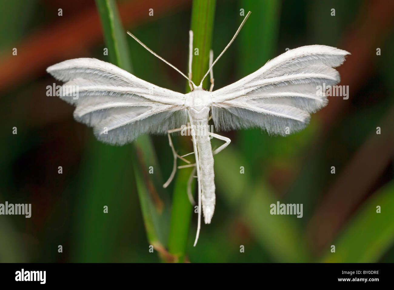 White plume moth hi-res stock photography and images - Alamy