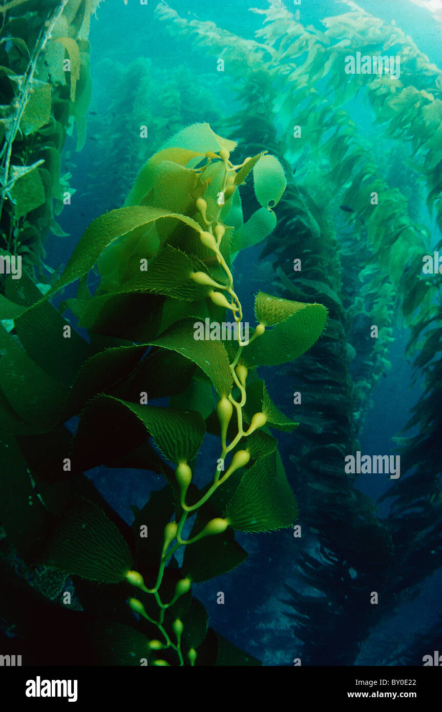 Giant kelp (Macrocystis pyrifera) forest, California, USA Stock Photo ...